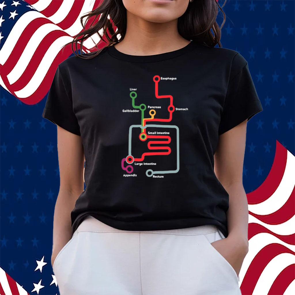 Esophagus Liver Gallbladder Pancreas Stomach Small Intestine Large ...